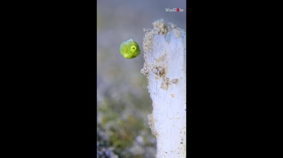 The vibrant green, pea-sized fish will make you fall head over fins in ...