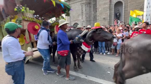 Carabao Festival
