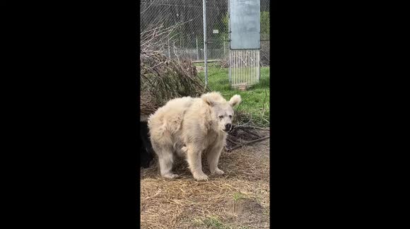 Chada the 24-year-old Himalayan brown bear goes viral for sleepy and ...