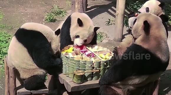 Giant pandas delight in fresh fruits served in Chongqing's nine-grid ...