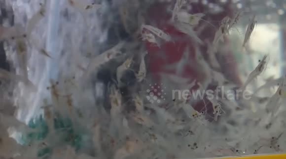 Thai street food vendor shows how tangy 'dancing shrimp' salad is made ...