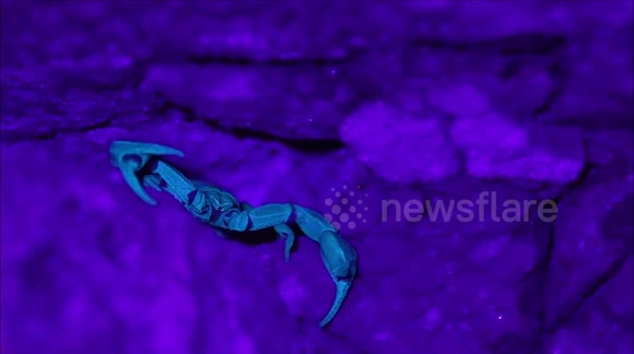 A Scorpion glows under UV light in a dockyard wall in Kent, UK - Buy ...