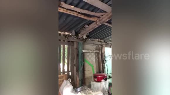Killer python coils on family's kitchen roof beams after eating its ...