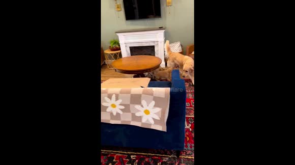 Adorable chaos: Millie the dog evades persistent cubs in hilarious ...