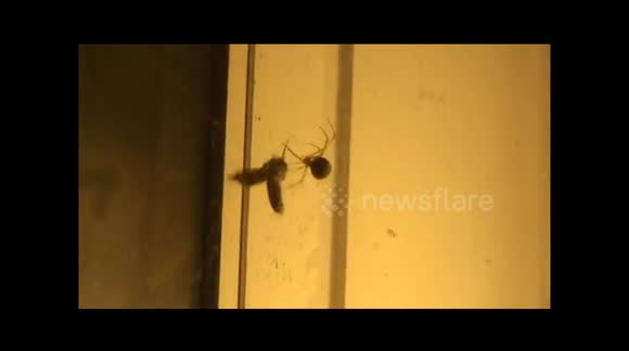 Spider vs. Moth - Buy, Sell or Upload Video Content with Newsflare