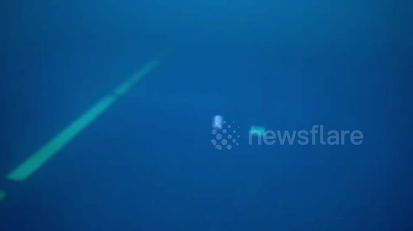 Stunning footage has captured a group of freedivers frozen in time at ...