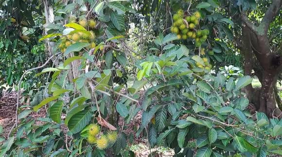 Rambutan Tree and its fruits - Buy, Sell or Upload Video Content with ...