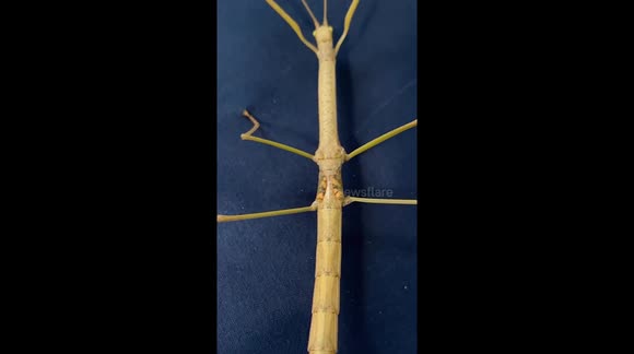 Stick Bug Shows Off Its Tiny Red Wings - Buy, Sell or Upload Video ...