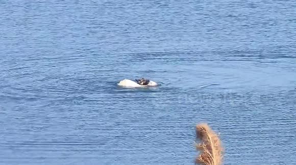 Incredible moment shepherd dog rescues drowning lamb from river in ...