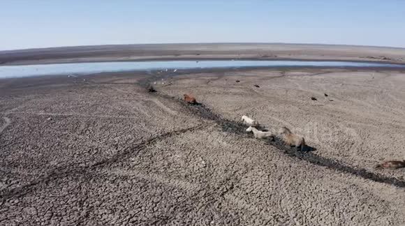 ‘EMOTIONALLY shattering’ photos show exhausted, parched animals draw ...