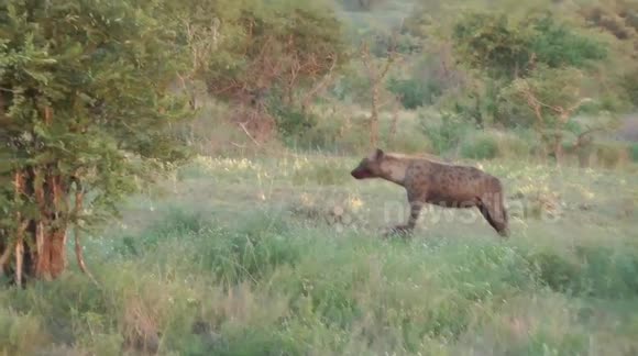 GORY IMAGES have captured the moment a hyena emerged from the bushes ...