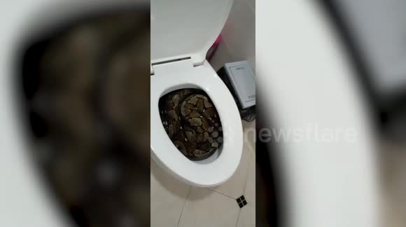Snake catchers pull massive 12ft python from resident's toilet in ...