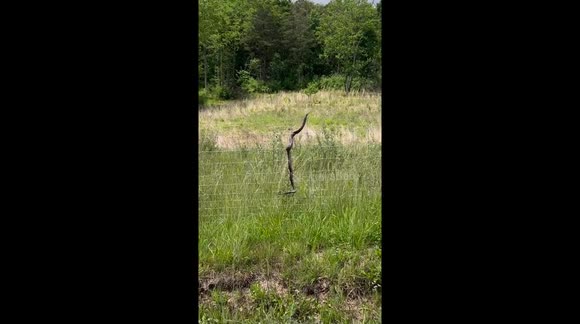 Snake Has a Shocking Encounter With an Electric Fence - Buy, Sell or ...