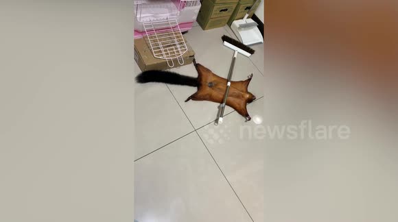 This pet flying squirrel deserves an Oscar after playing dead to get ...