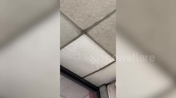 Shopkeeper and customers rescue cat stuck in ceiling - Buy, Sell or ...