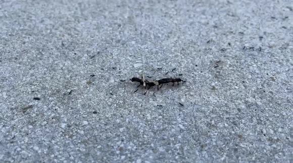 Amazing video of ants, caring dead, dried up worm, making it look like ...
