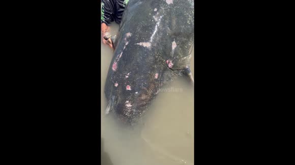 Fishman Catches Giant Catfish - Buy, Sell or Upload Video Content with ...