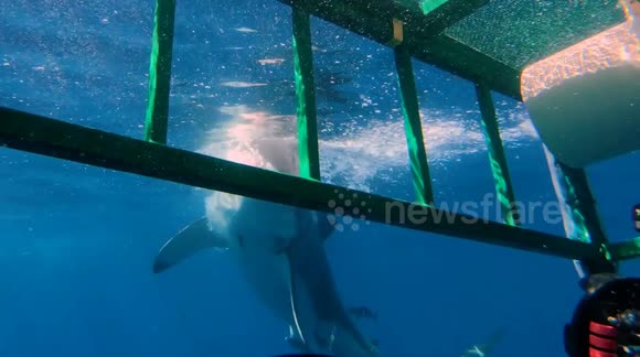 THRILLING footage of a Brit photographer’s narrow escape from a shark ...