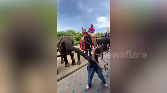 Hungry elephant grabs tourist's arm with its trunk to ask for bananas ...