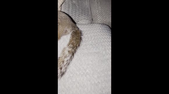 Sleepy Squirrel Cuddles Stuffed Rainbow Pinata - Buy, Sell or Upload ...