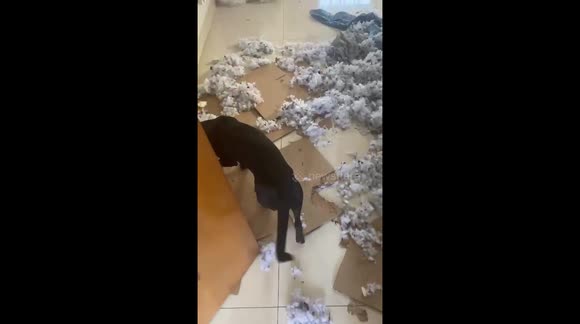 Couch Destroyed By Dastardly Dog - Buy, Sell or Upload Video Content ...