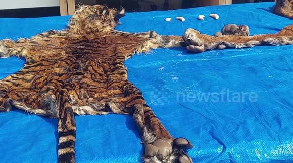 officers thwarted the smuggling of two Sumatran tiger skins in ...