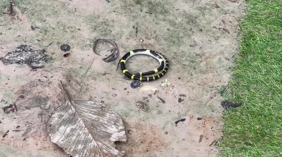 Snake puts mesmerising display rolling over and showing off its scales ...