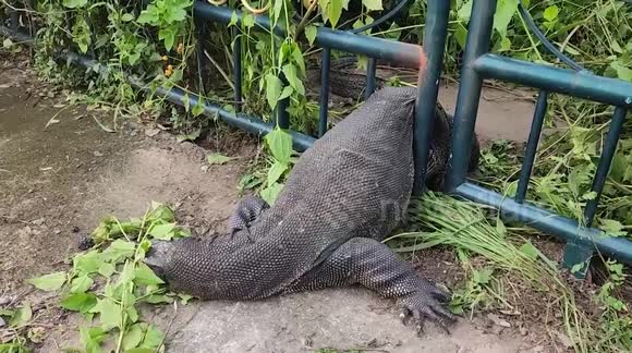 Volunteers cut through steel gate to rescue chubby monitor lizard ...