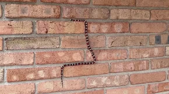 Satisfy your nostalgia by watching this snake slither up a wall using ...