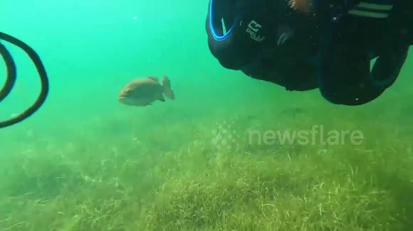 Meet the man who has become friends with a wild FISH and now the pair ...