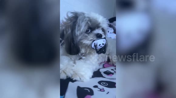 Pet Shih Tzu takes panda pacifier from sleeping baby and refuses to ...