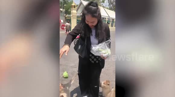 Rowdy wild monkeys climb all over woman to steal lotus seeds as she ...