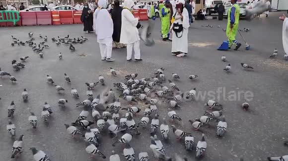 Muslim pilgrims feed pigeons ahead of Hajj pilgrimage in Mecca, Saudi ...