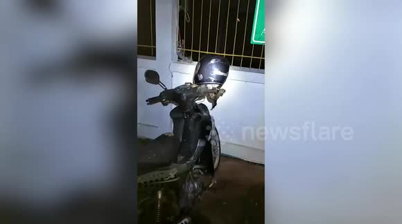 Large python found hiding inside helmet left hanging on motorcycle ...