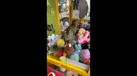 CUTE! Cat gets inside claw machine and kneads stuffed animals - Buy ...