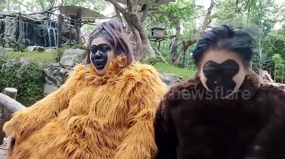 Zookeepers dress as monkeys in bizarre training exercise for escaped ...