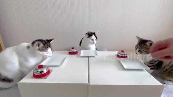 Three pampered pet cats ring bells to ask for treats