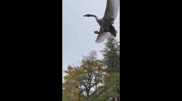 Animal fail: Flying swan crashes into colossal pipe over river - Buy ...