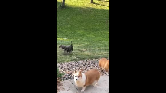 Testy turkey engages in epic chase of defenceless Corgi - Buy, Sell or ...