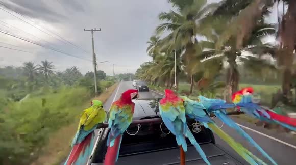 Flock of colourful pet parrots perch moving pickup truck's roof - Buy ...
