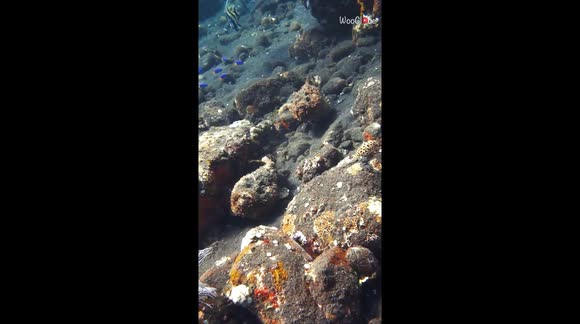 'Migrating Rocks' - Diver captures STUNNING sight of venomous stonefish ...