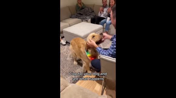 Cute golden retriever dog has the cutest reaction when family starts ...