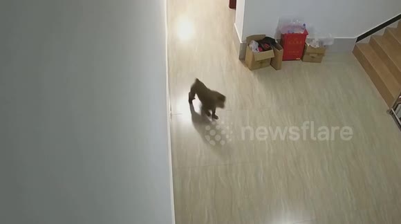 Cheeky wild monkey causes havoc inside fire station in China - Buy ...