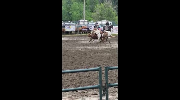 Cow Somersaults At Steer Wrestling Rodeo - Buy, Sell or Upload Video Content with Newsflare