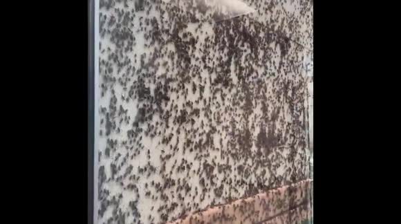 US farmers face unprecedented wave of crop-eating insects - Buy, Sell ...
