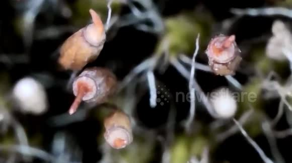 Microscopic close-up view of vegetal moss on a balcony of Paris, France ...