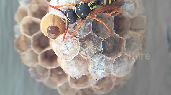 Colorado resident captures incredible timelapse of paper wasp's ...