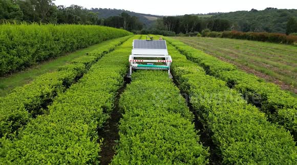 England's only tea plantation has showcased the world's first ROBOTIC ...