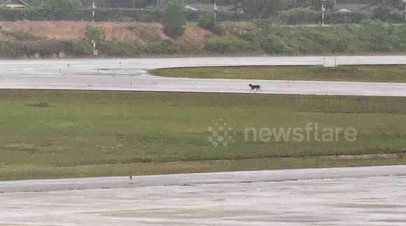Stray dog wanders onto airport runway delaying flights in Thailand ...