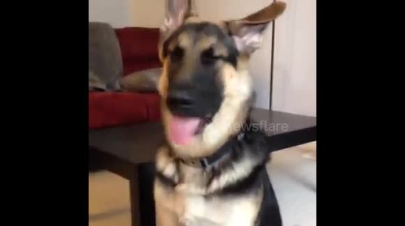 German Shepherd confused by whistling - Buy, Sell or Upload Video ...